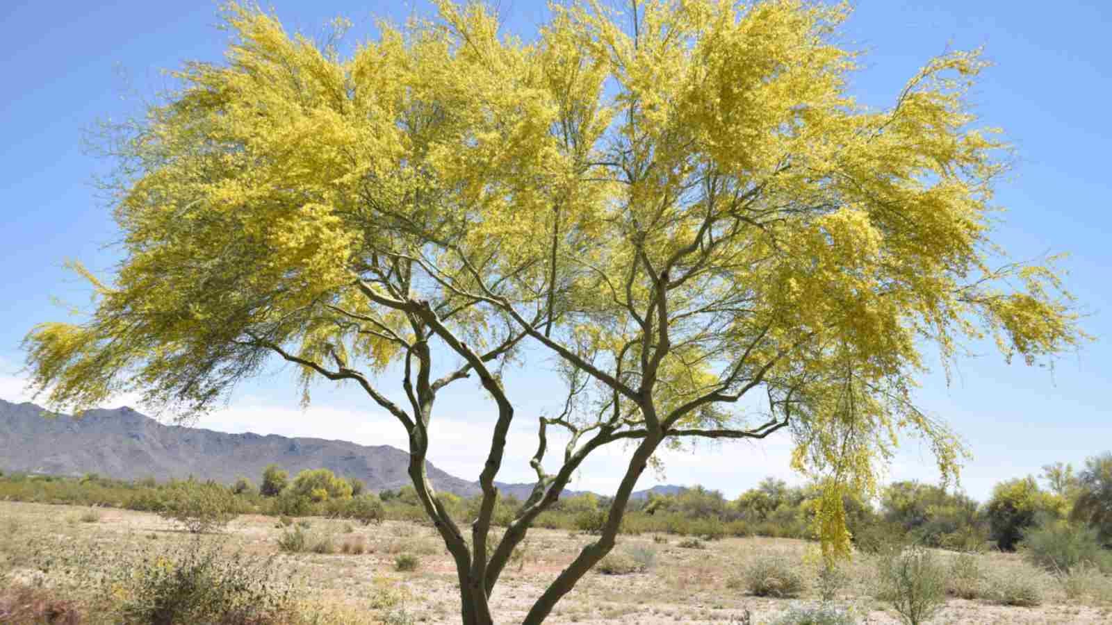 Palo Verde Tree - 15 gallon | Rio Verde CRC