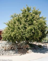 Texas Ebony Tree - 24 inch box | Rio Verde CRC