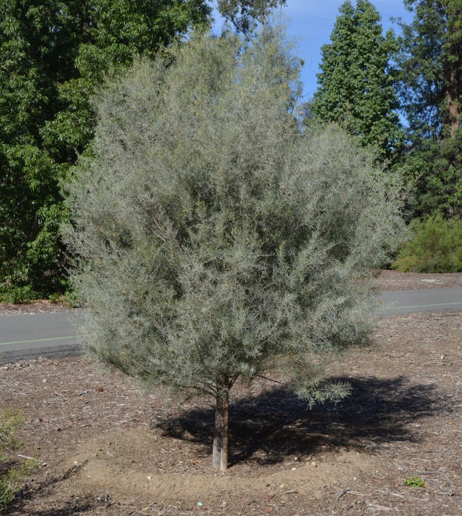 Mulga Acacia Tree - 15 gallon | Rio Verde CRC